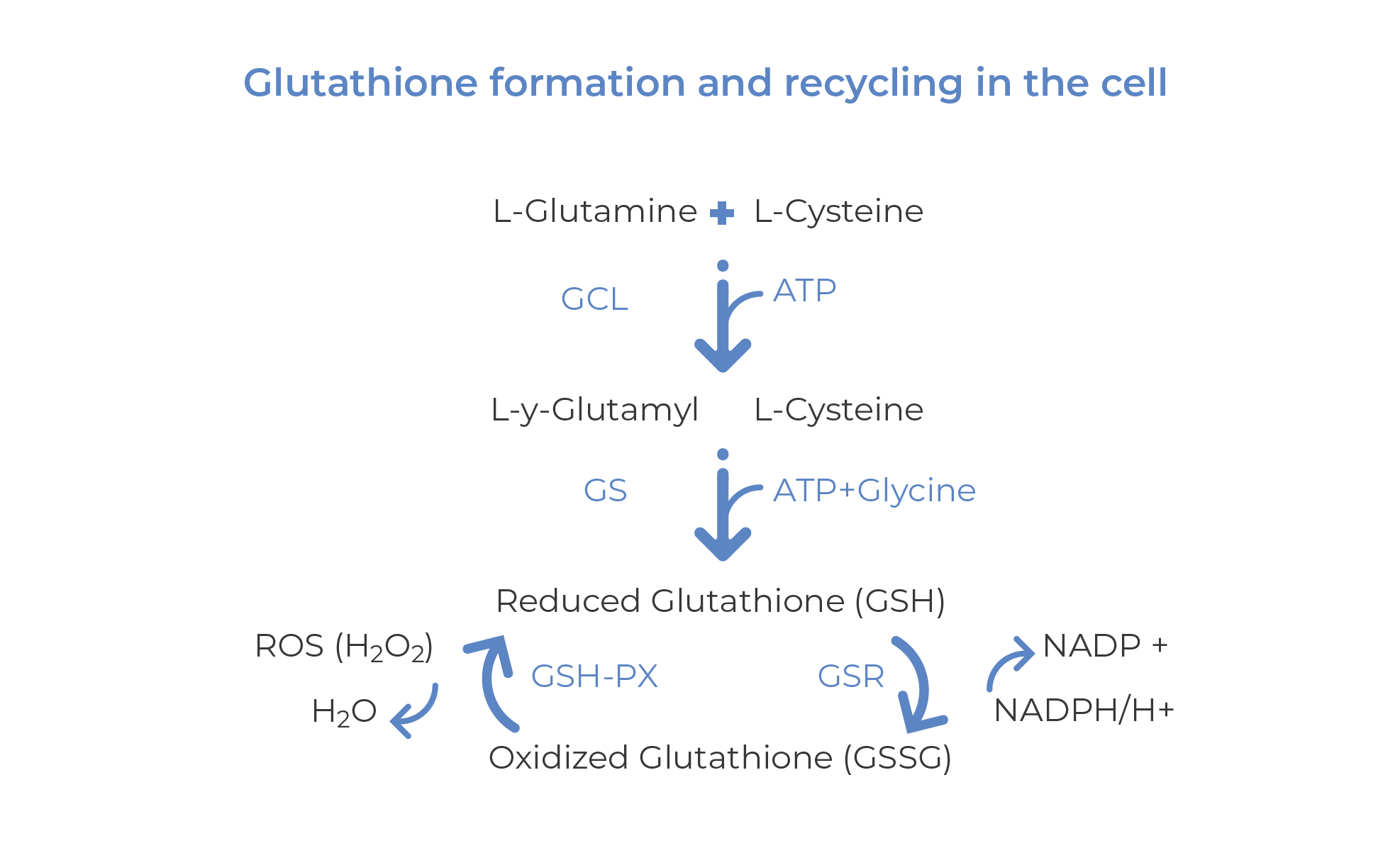 Qu’est-ce que la cystine ? - BCF Life Sciences